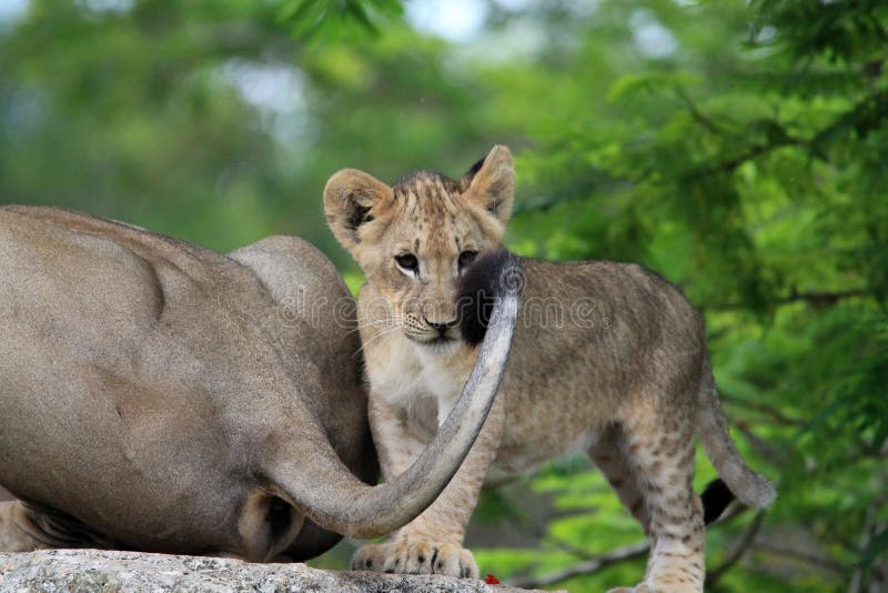 Queue de lion photo stock. Image du réserve, animal, beau - 51932626