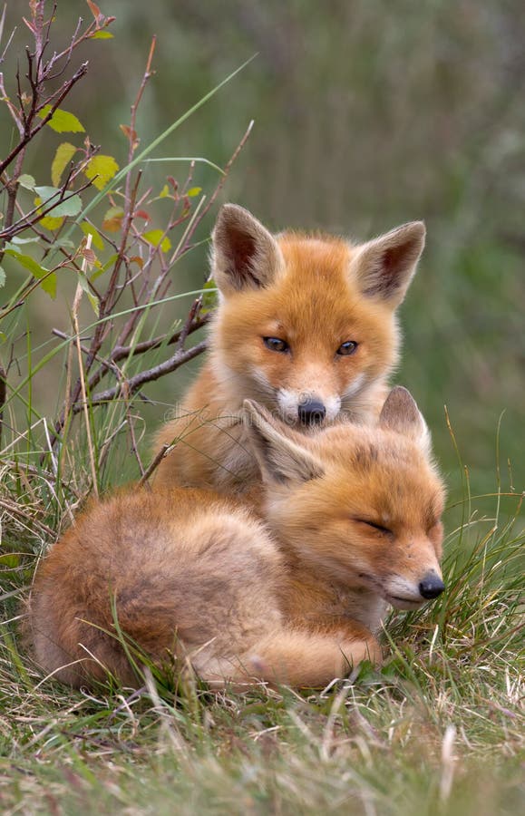 Animal de renard rouge image stock. Image du renard, lionceau - 93947619