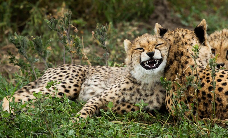 Petit Animal De Sourire De Guépard Image stock - Image du photographie ...
