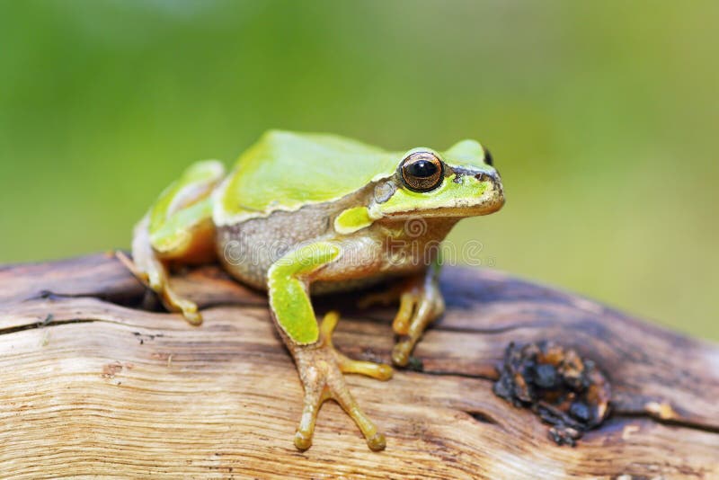 Une Petite Grenouille Verte Mignonne Photo stock - Image du storms ...