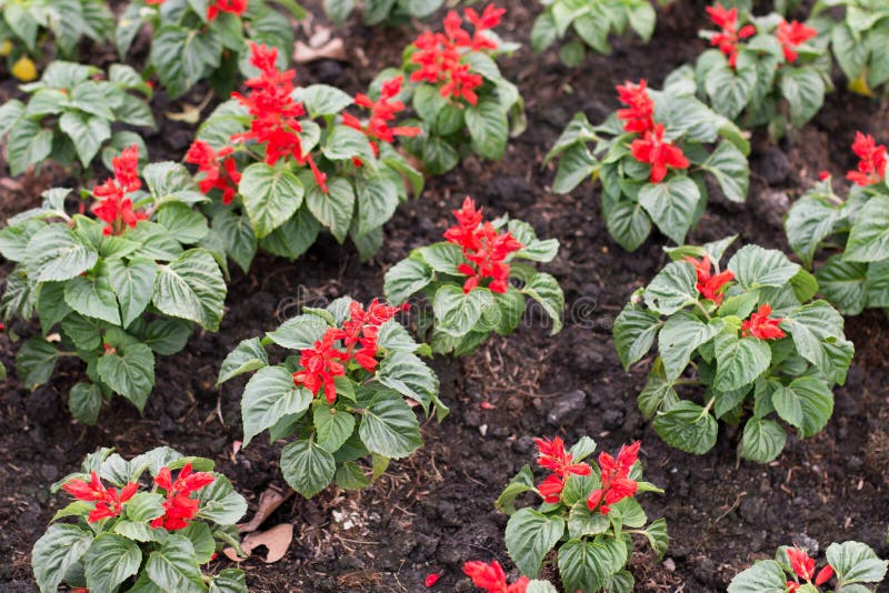 Petit Arbuste Rouge De Fleur Image stock - Image du victoire, centrale ...