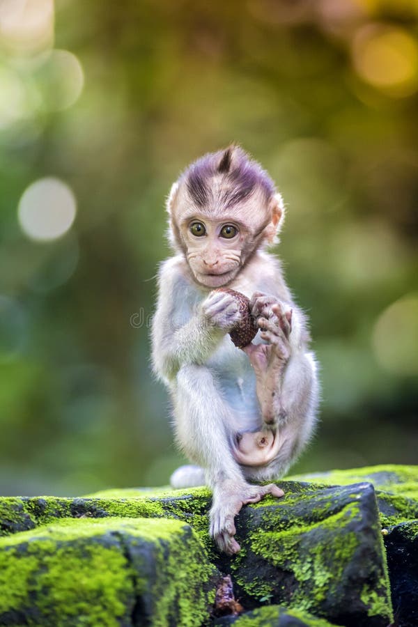 Petit bébé-singe photo stock. Image du visage, indonésie - 50972886