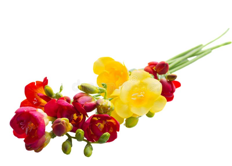 Petit Bouquet Des Fleurs De Freesias Image stock - Image du jour, fleur ...