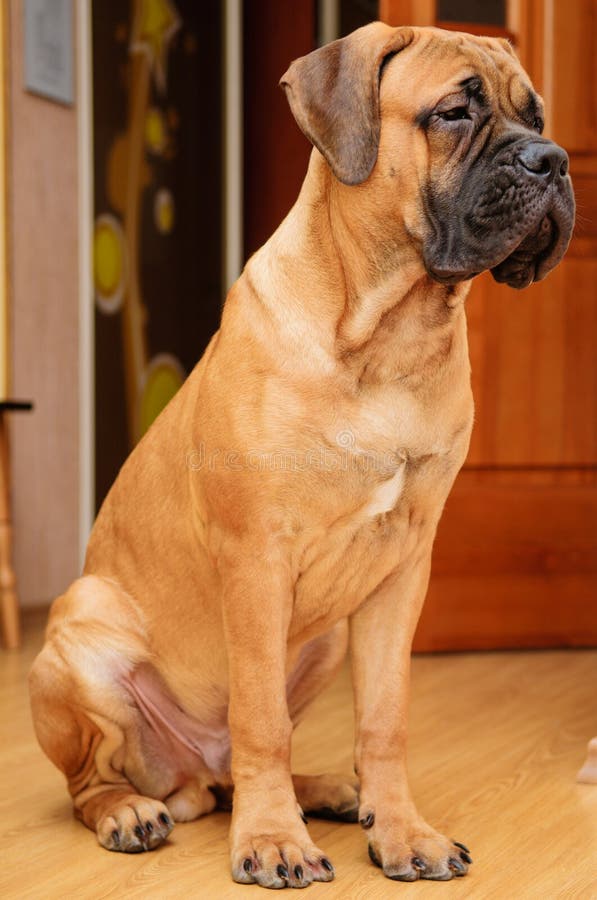 Petit bullmastiff de chiot image stock. Image du amour - 28726677