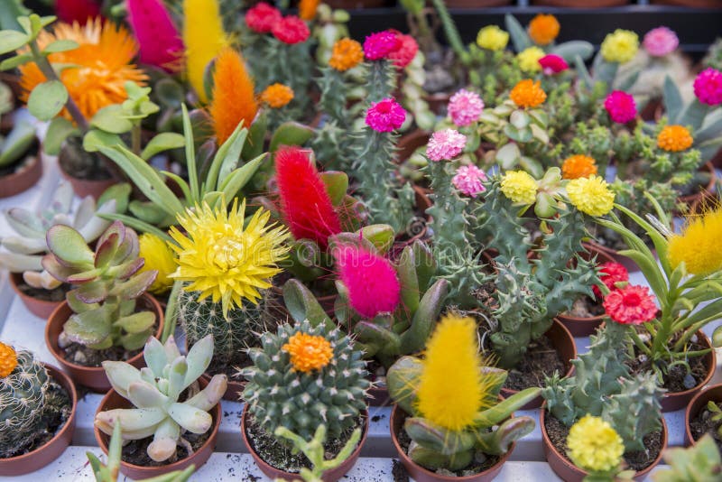 Petit cactus fleuri photo stock. Image du stationnement - 45519552