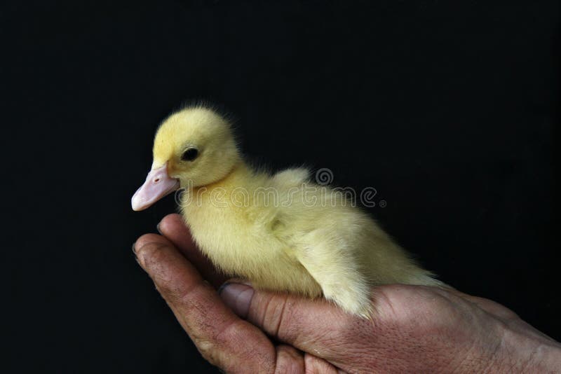 Petit canard jaune photo stock. Image du christianisme - 11180806