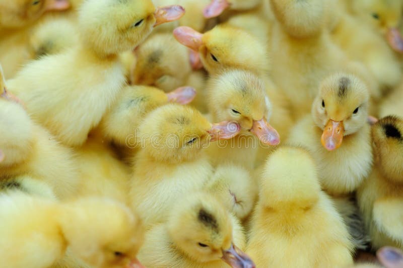 Petit canard jaune image stock. Image du groupe, jaune - 39721907