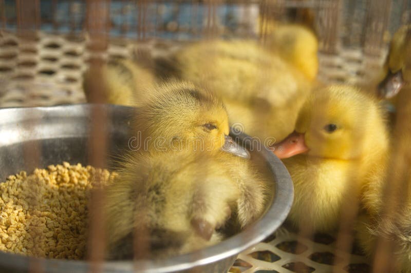 Petit canard jaune image stock. Image du mignon, canard - 79775567