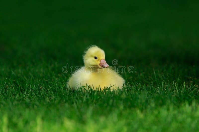 Un caneton jaune photo stock. Image du caneton, volaille - 91689350