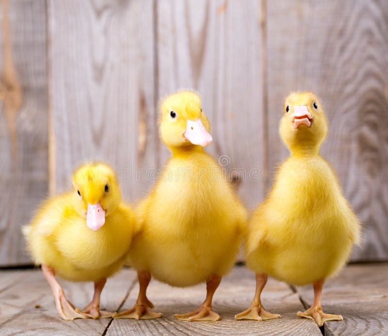 Petit caneton jaune image stock. Image du fond, jaune - 39665877