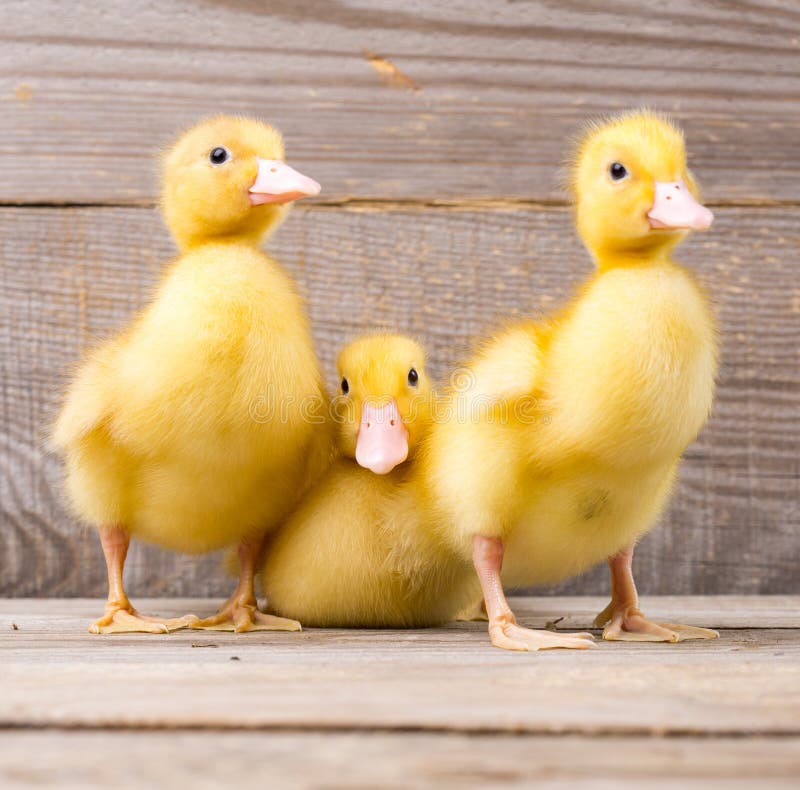 Petit caneton jaune photo stock. Image du chéri, nature - 39666534