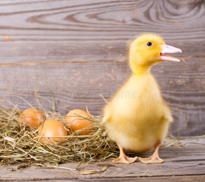 Petit caneton jaune image stock. Image du neuf, animal - 39666115