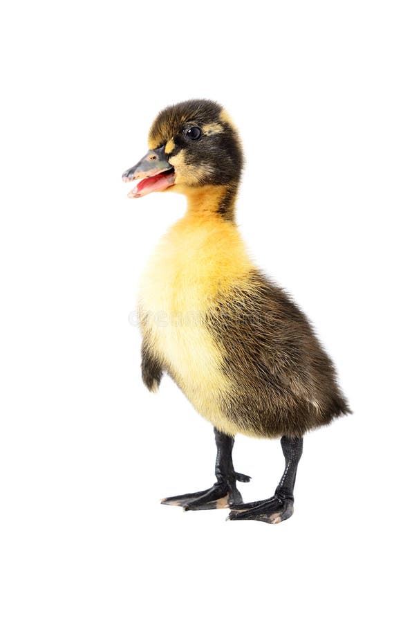 Petit Joli Caneton Sur Le Fond Blanc Image stock - Image du animal ...
