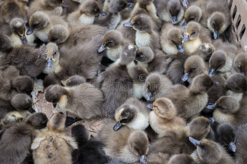 Petit caneton mignon image stock. Image du mignon, caneton - 8460155