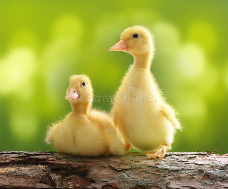 Petit caneton mignon photo stock. Image du né, ressort - 2793462