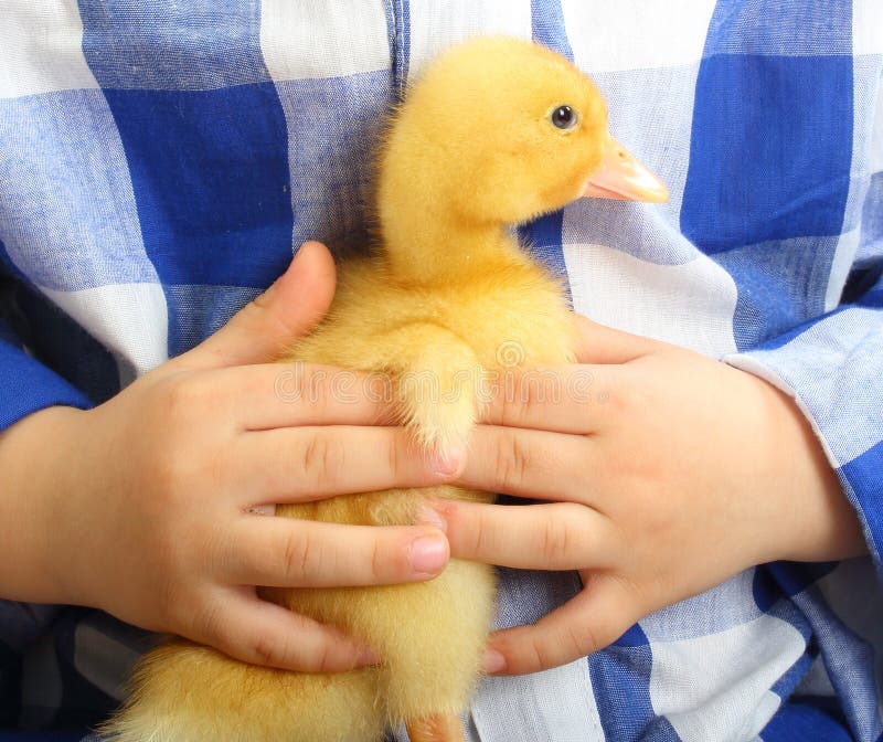 Petit caneton dans l'eau photo stock. Image du natation - 36901862