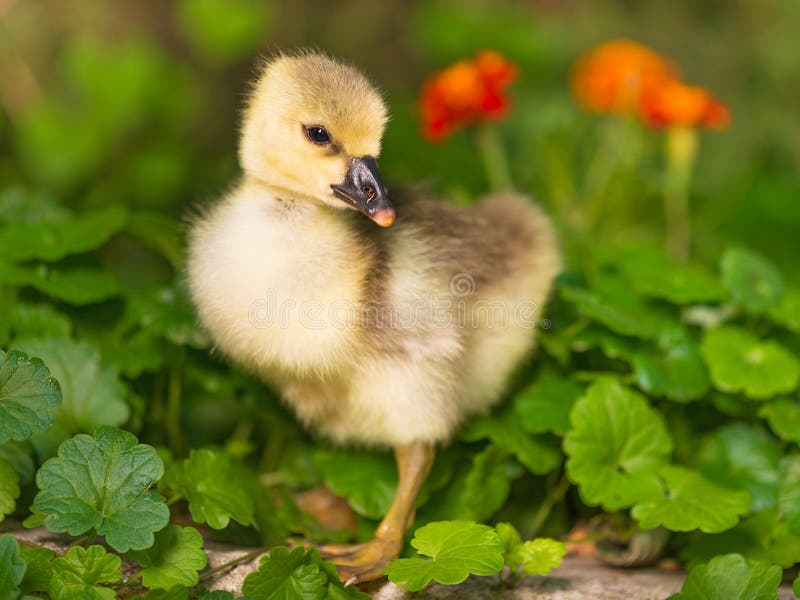 Images Petit Caneton Mignon - Téléchargez 8,263 Photos libres de droits