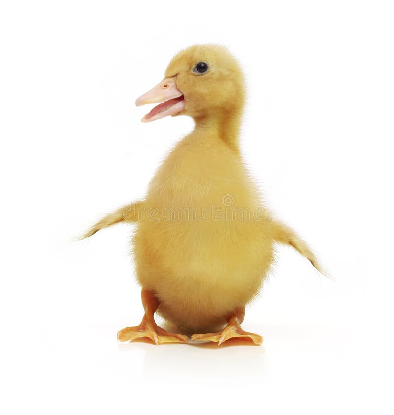 Images Petit Caneton Mignon - Téléchargez 8,263 Photos libres de droits