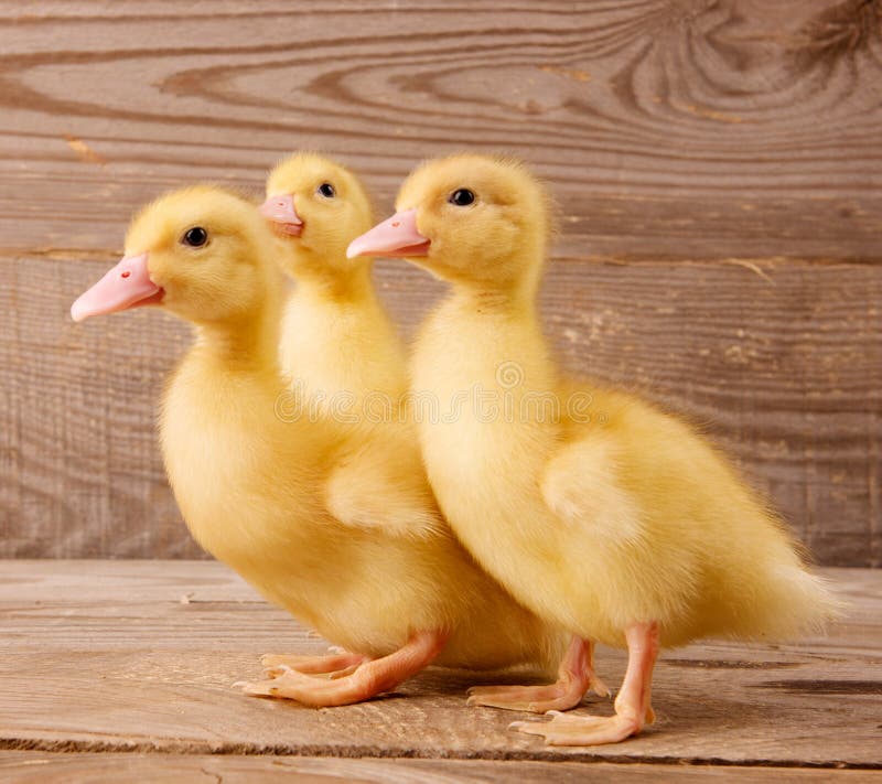 Petit Caneton Sur Le Fond Blanc Photo stock - Image du pelucheux ...