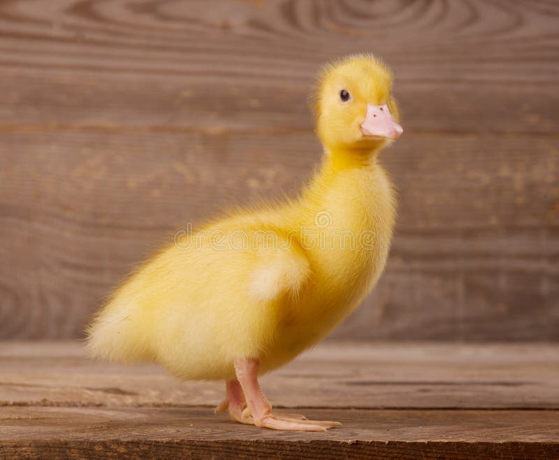 Petit Caneton Sur Un Fond Blanc Image stock - Image du oeuf, poule ...