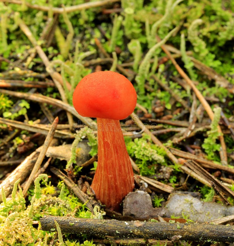 Petit Champignon De Couche Rouge Image stock - Image du pointeaux ...
