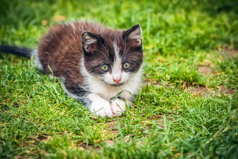 Petit Chat Jouant Dans L'herbe Photo stock - Image du visage, vert ...