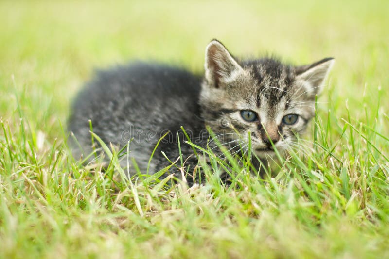 Petit chat mignon photo stock. Image du outdoors, beau - 20623662