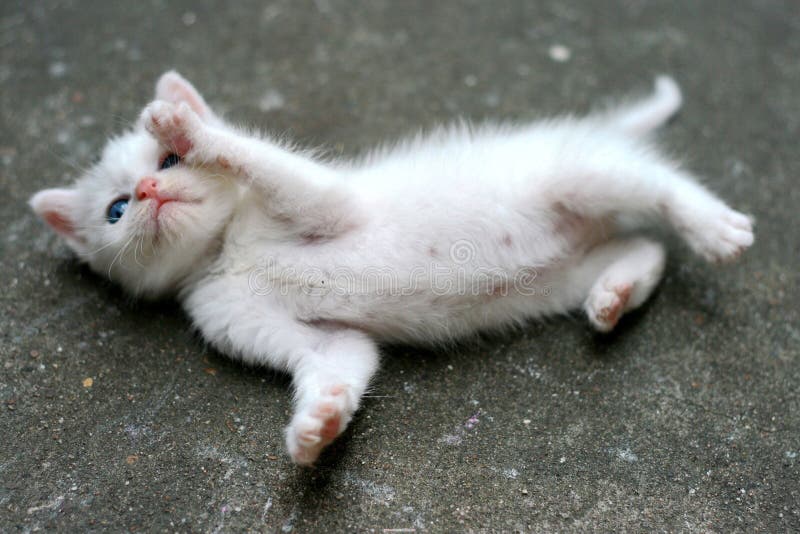 Petit chat mignon image stock. Image du oreilles, chats - 5592051