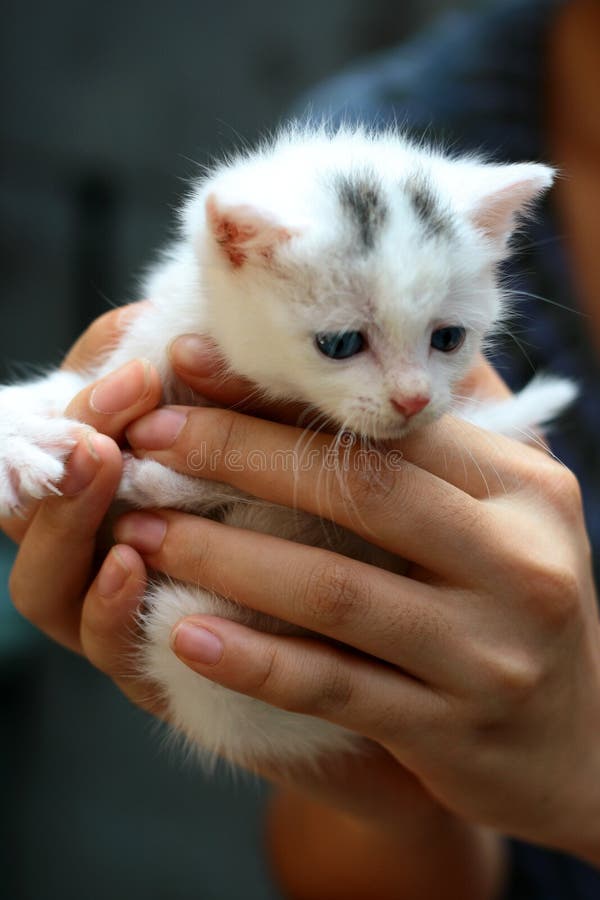 Petit chat mignon photo stock. Image of accouplement, yeux - 5634370