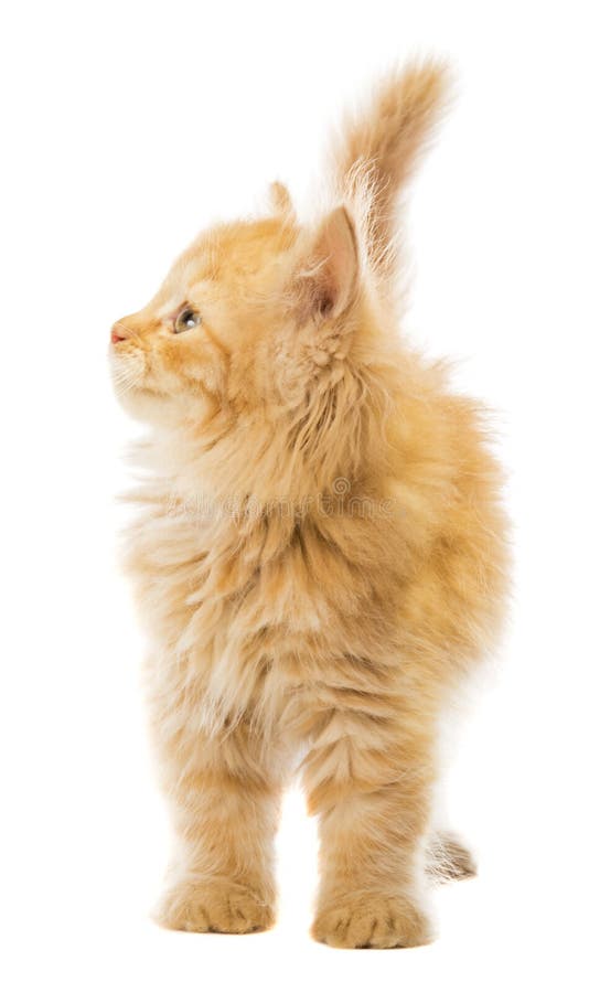 Petit chat orange photo stock. Image du félin, enthousiasmé - 42907376