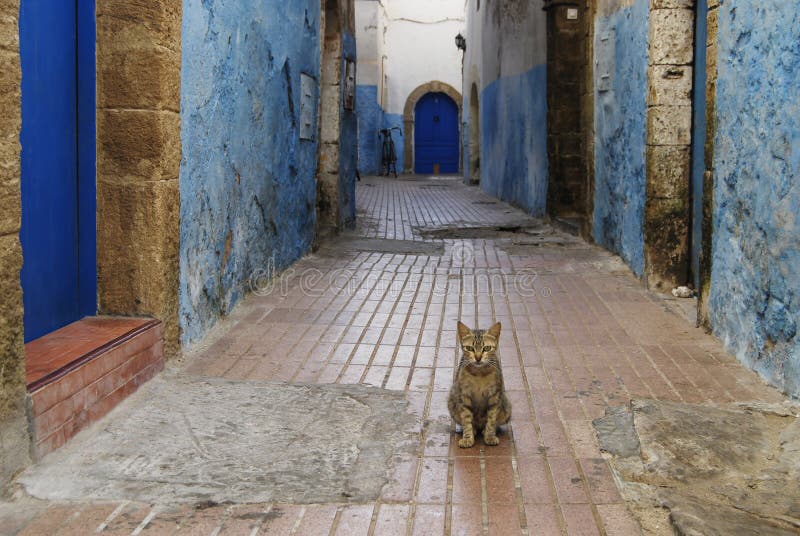 237 Chat Marocain Mignon Photos libres de droits et gratuites de Dreamstime