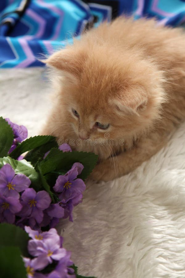 Petit Chaton Avec Les Fleurs Violettes Photo stock - Image du fleurs ...