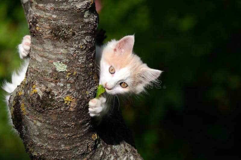 Petit Chaton Mignon Sur L'arbre Dans Le Jardin Photo stock - Image du ...