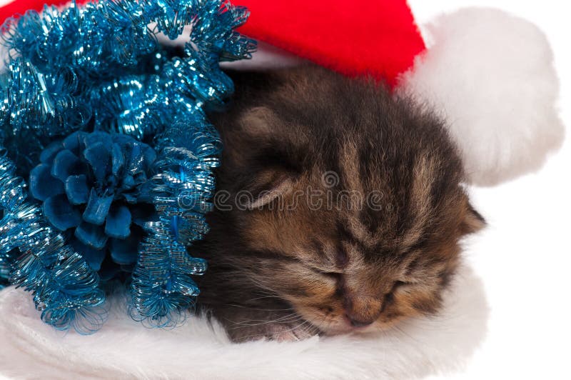 Petit chaton endormi photo stock. Image du conifére, chéri - 78543140