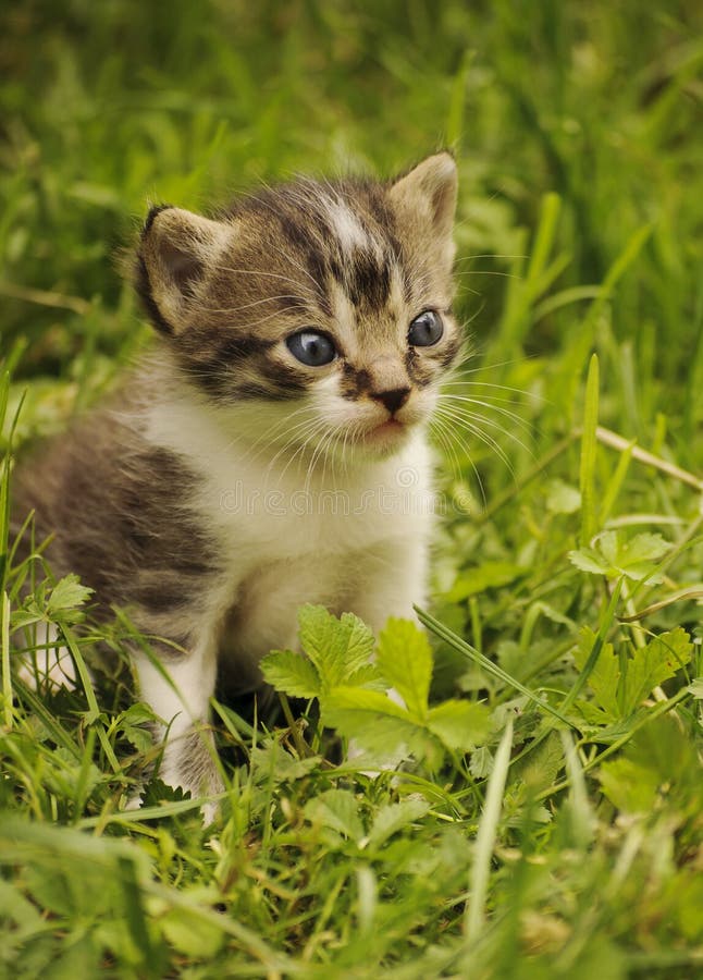 Petit chaton mignon image stock. Image du jeune, domestique - 20033883