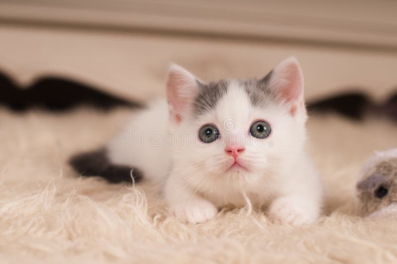 Petit chaton mignon photo stock. Image du adorable, gris - 62593404