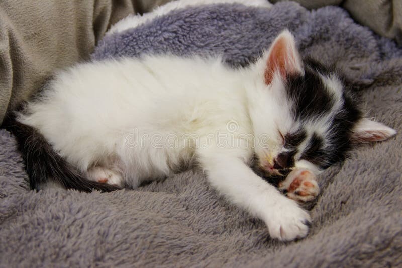Petit Chaton Mignon Dormant Dans Un Lit De Chat Gris Image stock ...