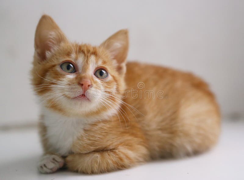 Petit Chaton Rouge Avec Des Yeux Bleus Image stock - Image du pelucheux ...