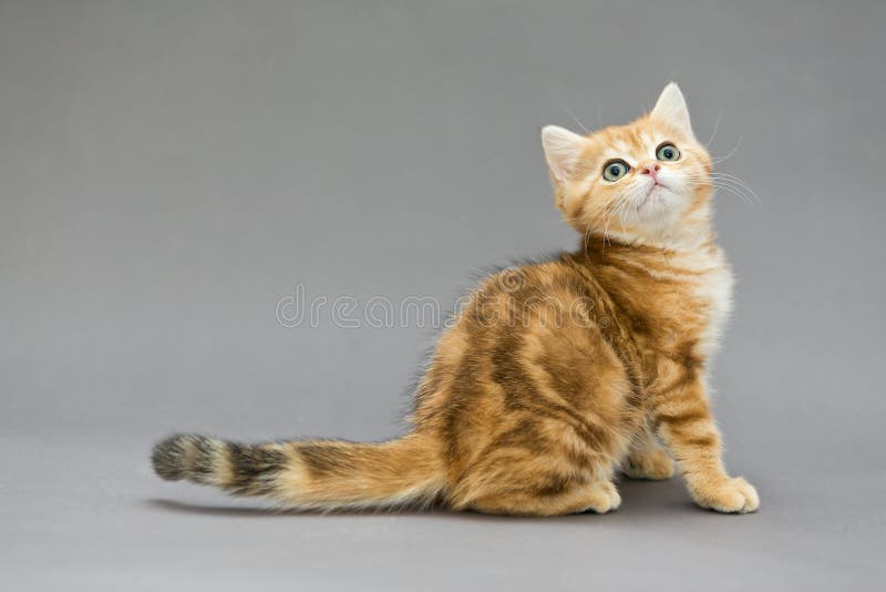 Petit Chaton Rouge Britannique Avec De Grands Yeux Photo stock - Image ...