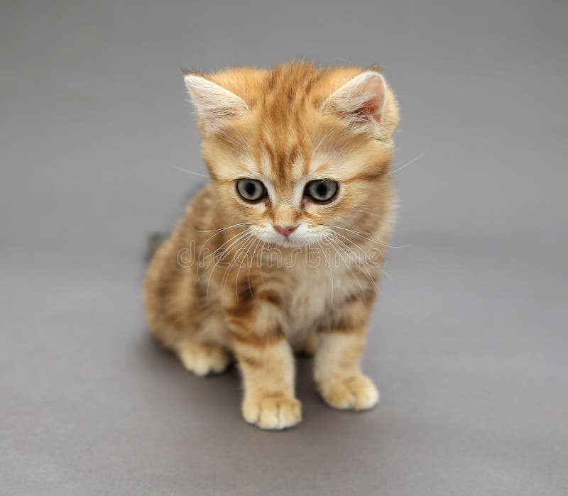 Petit Chaton Rouge Britannique Avec De Grands Yeux Image stock - Image ...