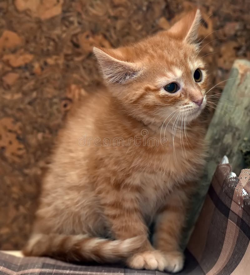 Petit Chaton Roux Et Triste Photo stock - Image du mignon, isolement ...