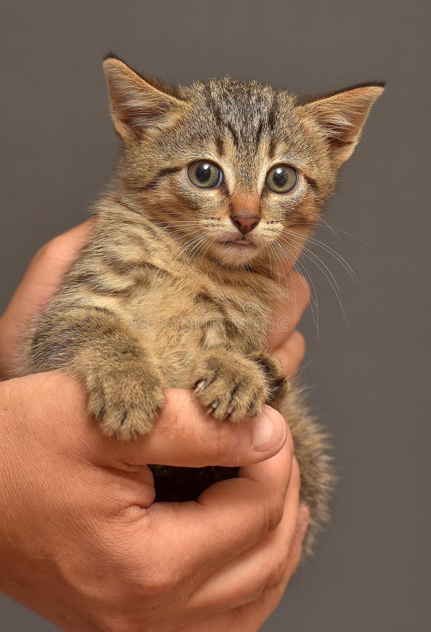 Petit Chaton Tabby Brun Dans Les Mains Image stock - Image du brun ...
