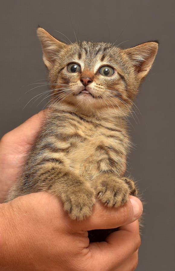 Petit Chaton Tabby Brun Dans Les Mains Image stock - Image du drôle ...