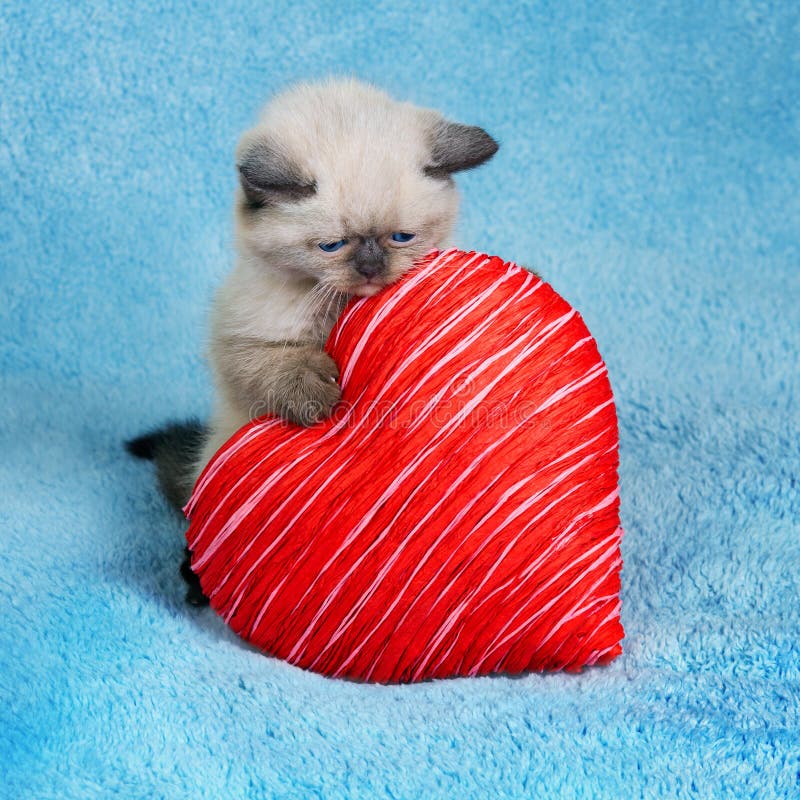 Petit Chaton Tenant Le Coeur Rouge Photo stock - Image du carte ...
