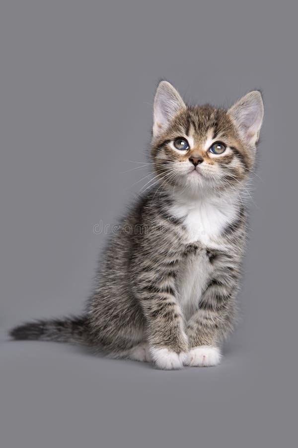 Petit chaton tigré gris image stock. Image du pelucheux - 47547203