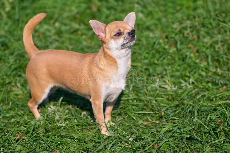 Petit Chien De Chow-chow Avec Le Plan Rapproché De Cheveux Courts Image ...