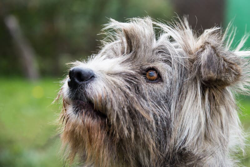 Petit chien gris image stock. Image du nature, crabot - 47337425