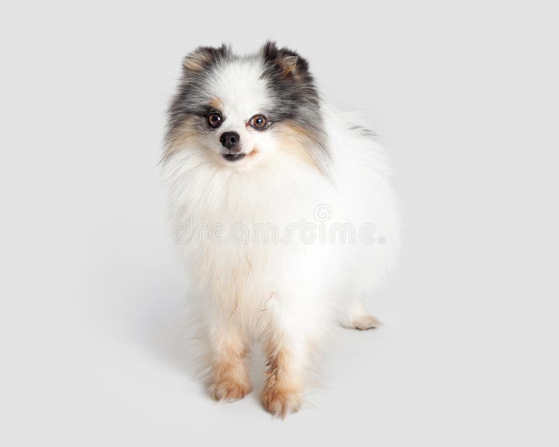 Petit Chien Mignon De Race De Pomeranian Photo stock - Image du canin ...
