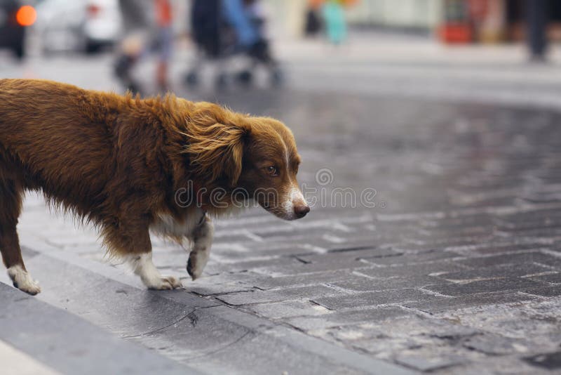 Petit chien mignon roux image stock. Image du mignon - 55336977