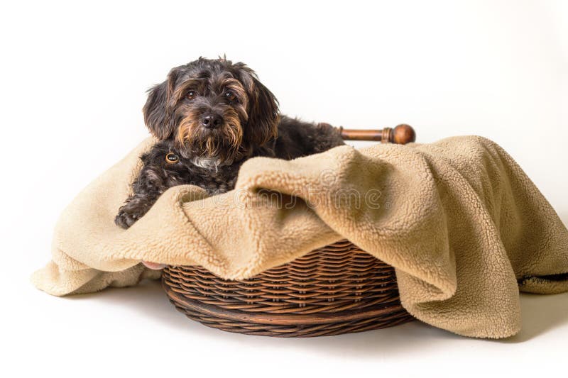 Petit Chien Noir Dans Le Panier Se Couchant Photo stock - Image du ...